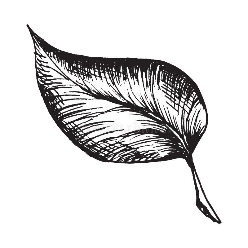 Vector Black and White Graphic Illustration of Leaves, Hand Drawn Stock ...