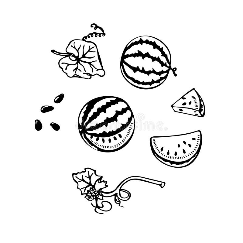 Vector Black and White Linear Set with Watermelons Stock Vector ...