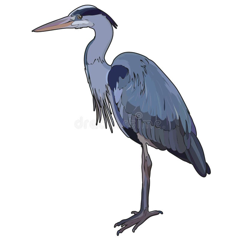 Vector Blauwe Reiger, Tropische Vogel Vector Illustratie - Illustration ...