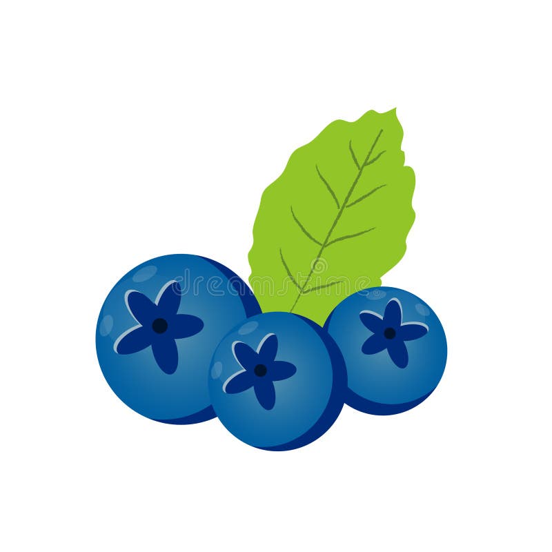 Vector Blueberries with Leaves Isolated on White Background. Stock ...