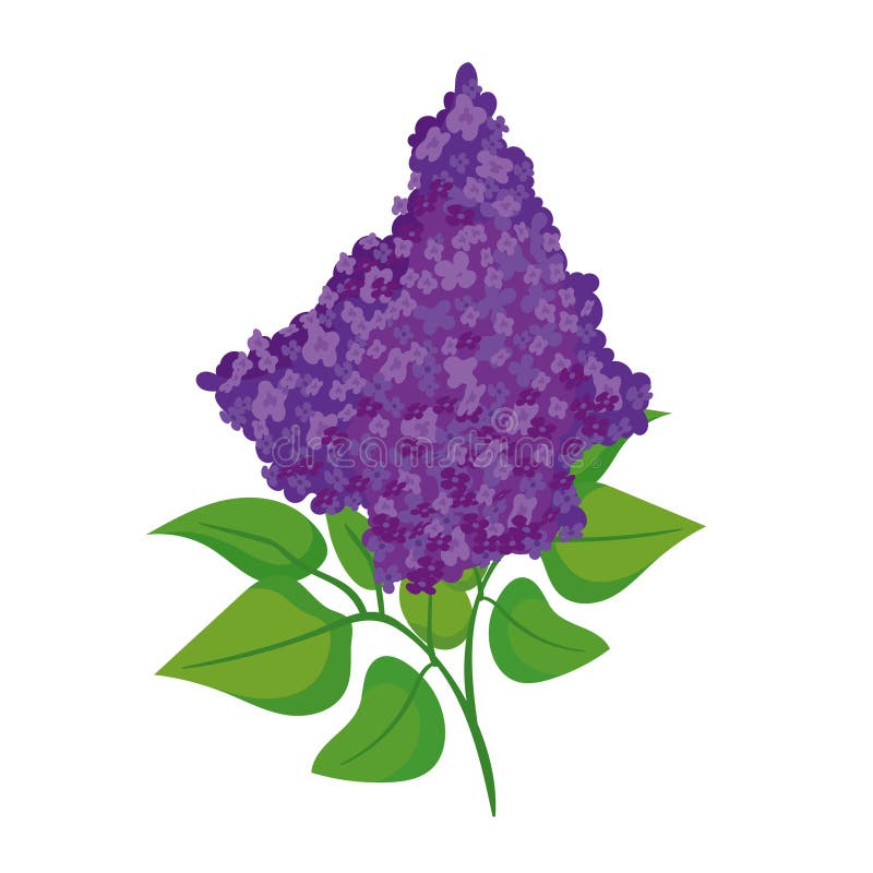 Vector Botanic Illustration of Blooming Lilac Branch Stock Vector ...