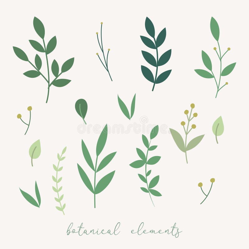 Vector Botanical Decoration Elements. Floral Leaves Set Stock Vector ...