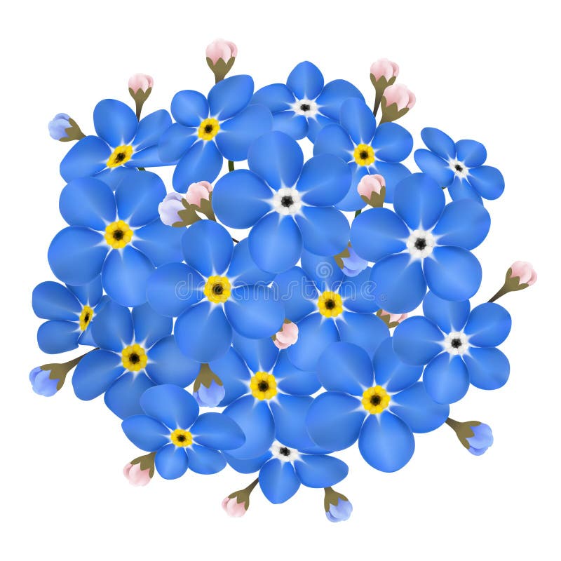 Branch of Blue Forget-me-not Flowers Isolated Stock Vector ...