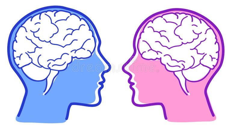 Male Female Brains Stock Illustrations – 82 Male Female Brains Stock ...