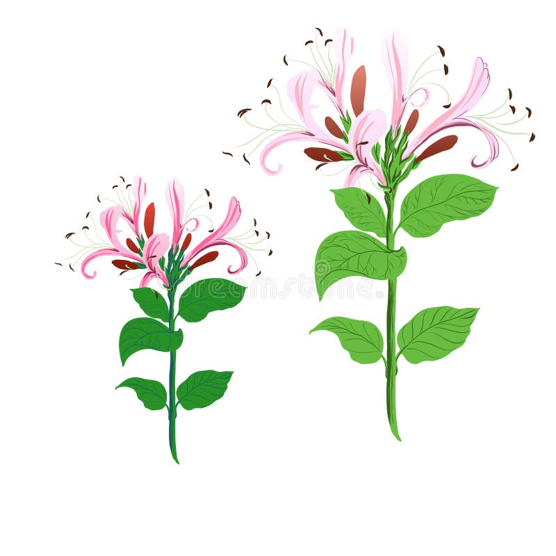 Vector. Branch Honeysuckle. Wallpaper. Stock Vector - Illustration of ...