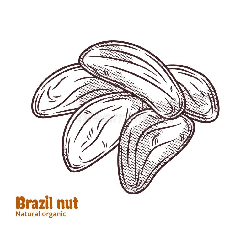 Vector Brazil Nut Illustration Stock Vector - Illustration of butter ...