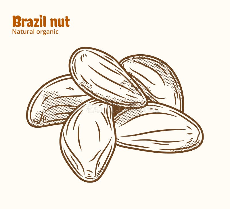 Vector Brazil Nut Illustration Stock Vector - Illustration of ...