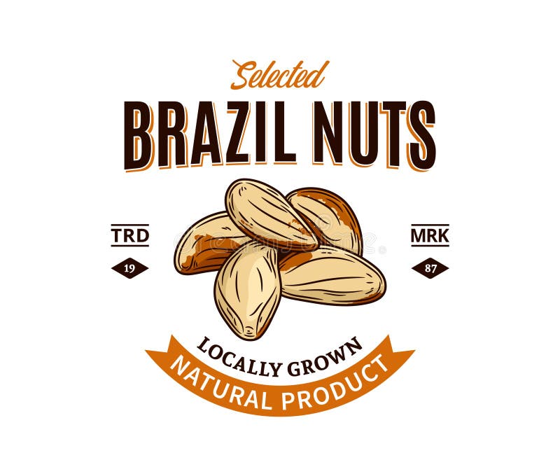 Vector brazil nut logo stock vector. Illustration of doodle - 310455720
