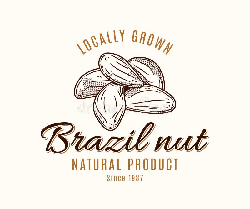 Vector brazil nut logo stock vector. Illustration of brazil - 310455715