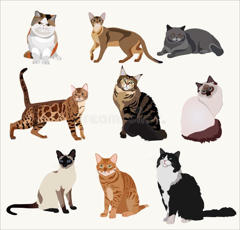 Vector Breed Cats in Different Poses. Cartoon Highly Detailed Pets ...