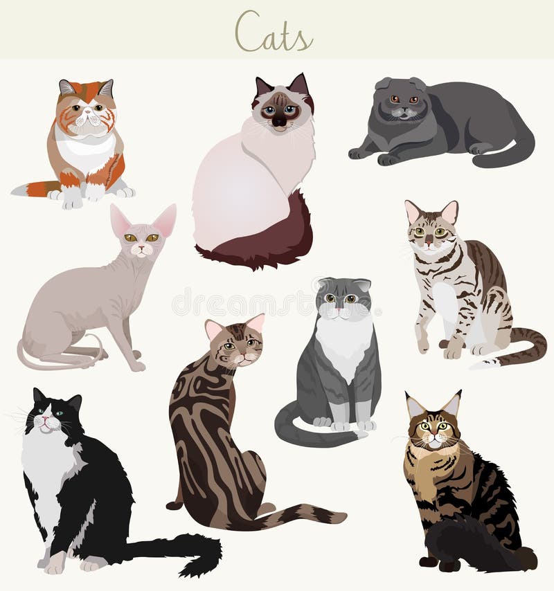 Vector Breed Cats in Different Poses. Cartoon Highly Detailed Pets ...