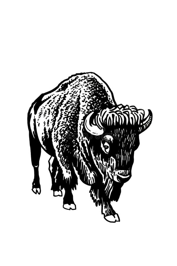 Vector Buffalo Isolated on White, Black Figure Graphical Illustration ...