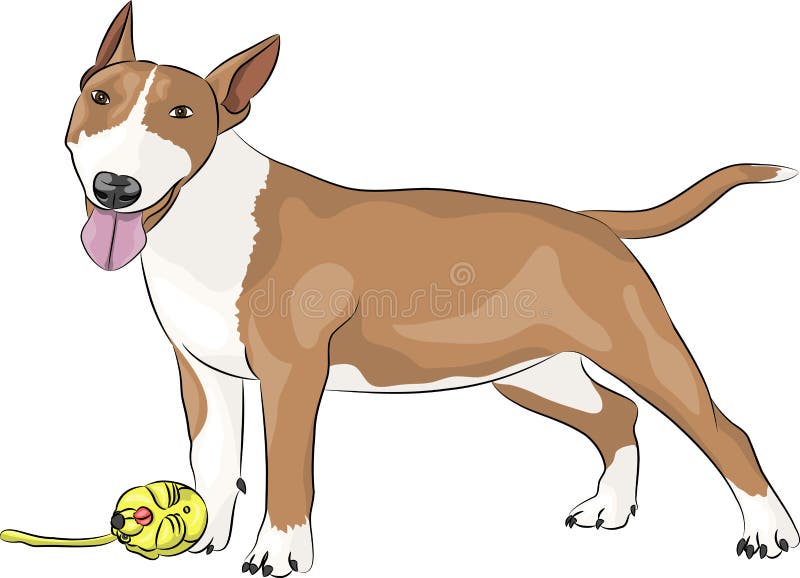 Vector Bull Terrier dog. stock vector. Illustration of white - 46238165