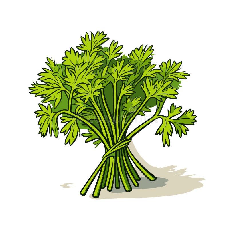 Parsley Bundle Stock Illustrations – 310 Parsley Bundle Stock ...