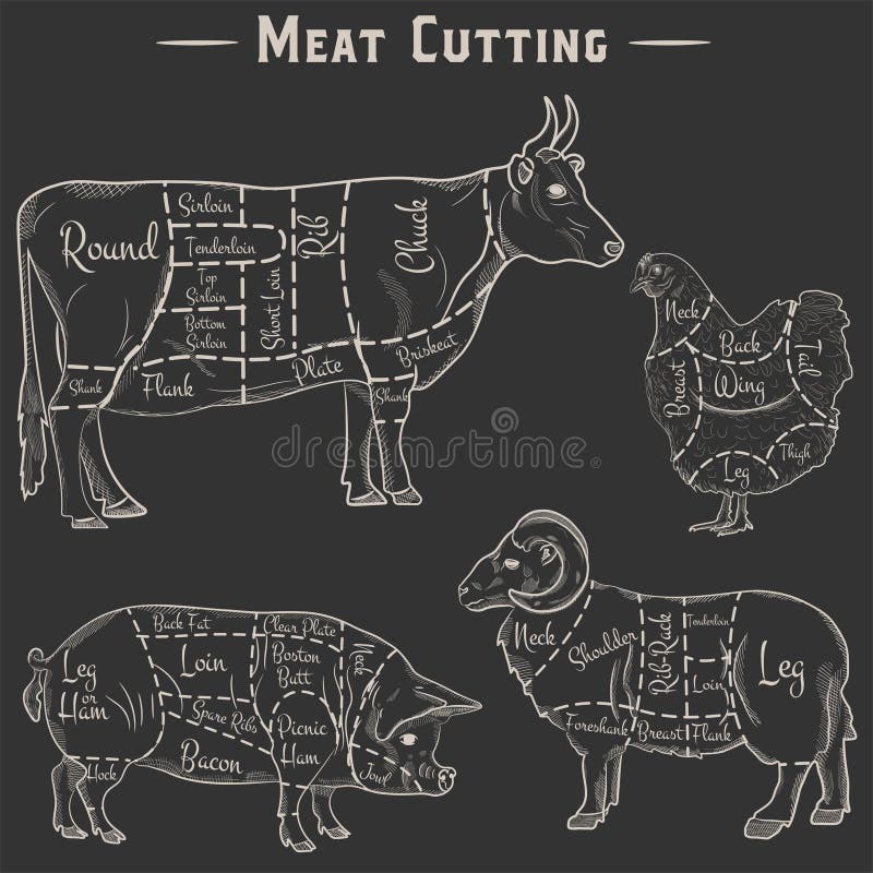 Vector Butcher Diagram Guide for Cutting Meat Stock Vector ...
