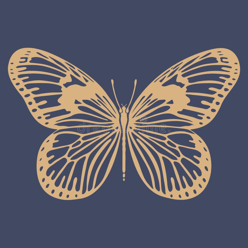 Vector Butterfly Stencil Element. Elegant Insect Ornament Design ...
