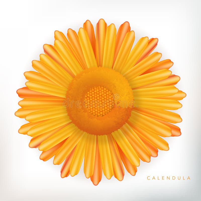Vector Calendula Flower Illustration in White Stock Vector ...