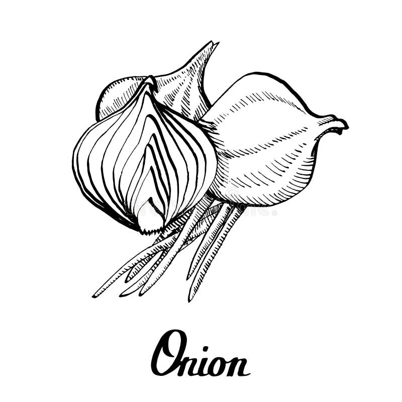Vector Calligraphy Hand Black and White Onion Stock Vector ...