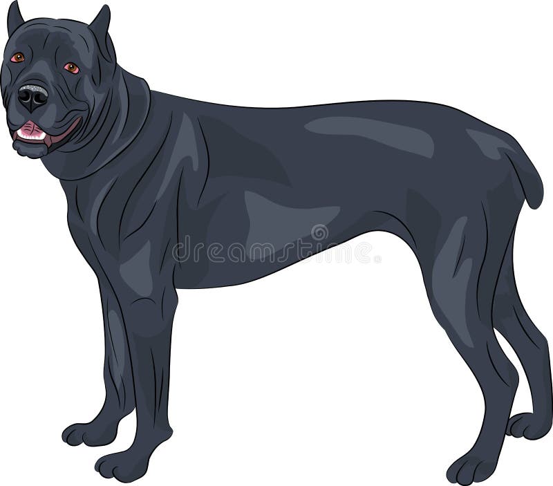 Vector Black Cane Corso, Italian Breed Of Dog Stock Vector ...