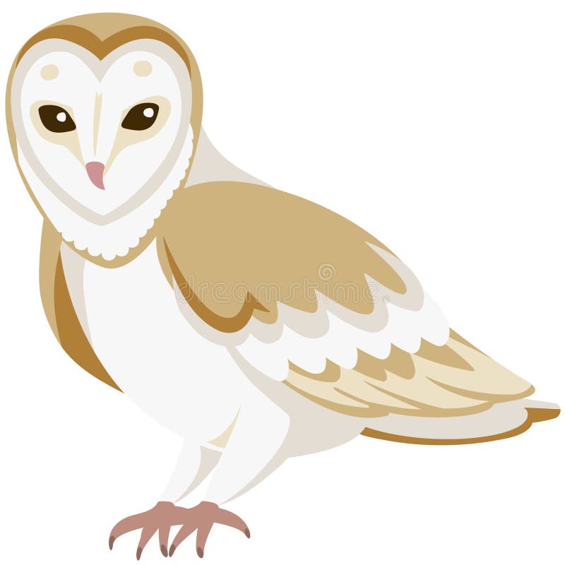 Cartoon Barn Owl stock vector. Illustration of nature - 118938413