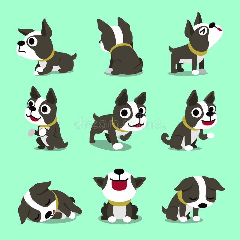 Vector Cartoon Character Cute Boston Terrier Dog Expressing Different ...