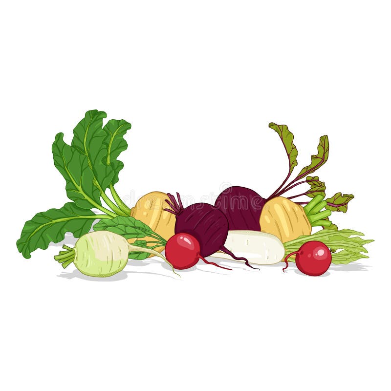 Vector Cartoon Color Set of Root Vegetables Stock Vector - Illustration ...
