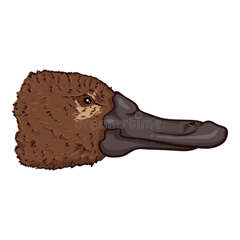 Vector Cartoon of Duckbill Face. Platypus Color Illustration Stock ...