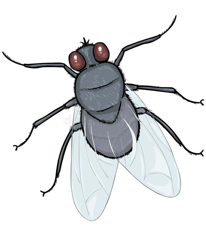 Vector Cartoon Fly stock illustration. Illustration of comics - 77500386