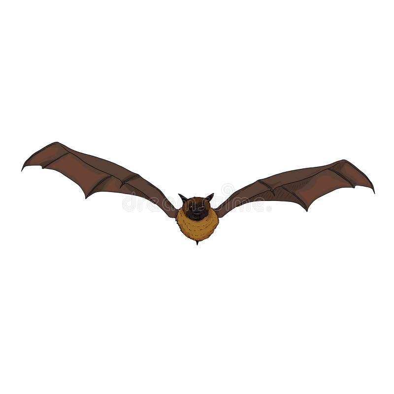 Vector Cartoon Flying Fox stock vector. Illustration of icon - 196223996