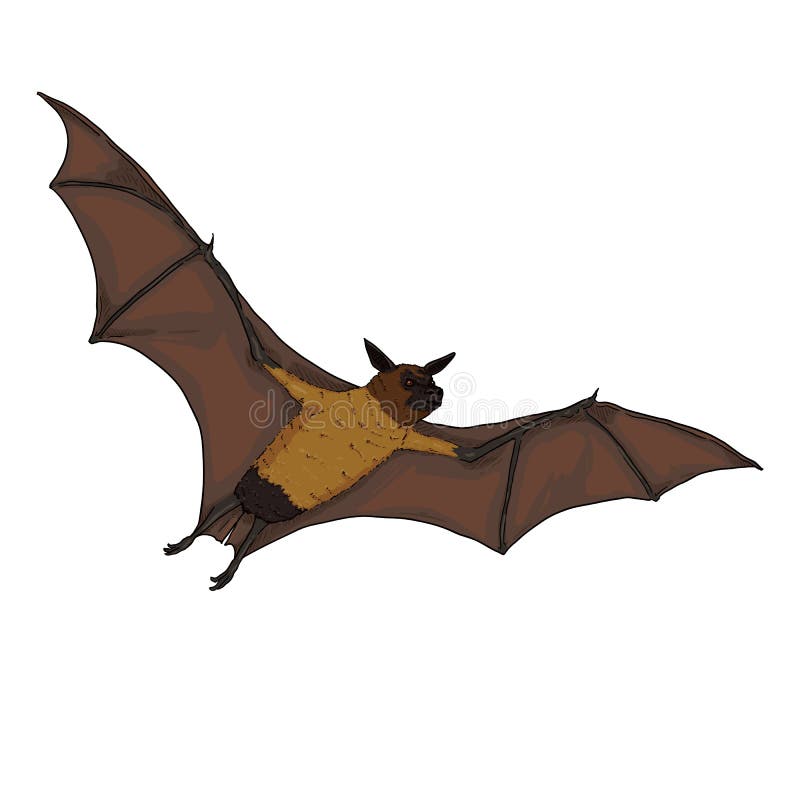 Vector Cartoon Flying Fox stock vector. Illustration of blood - 196224045
