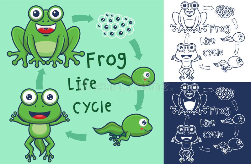 Vector Cartoon of Funny Frog Life Cycle Illustration Stock Vector ...