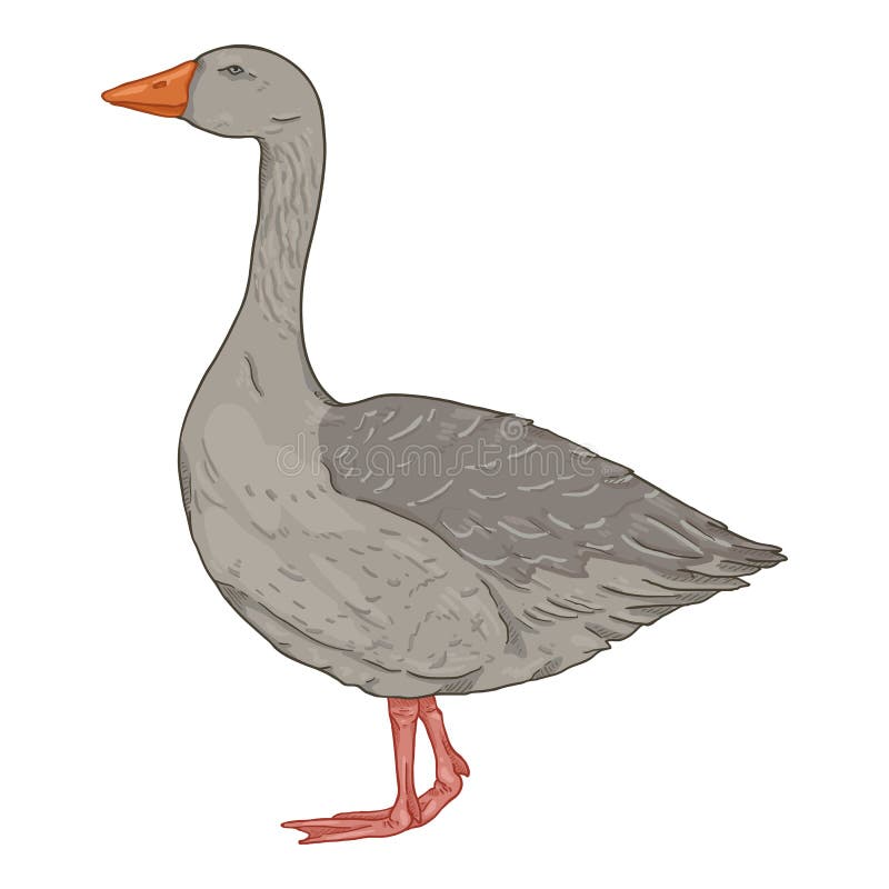 Cartoon Goose Stock Illustrations – 5,542 Cartoon Goose Stock ...