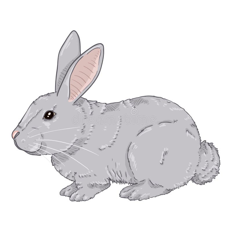 Vector Cartoon Gray Rabbit stock vector. Illustration of meat - 187065781