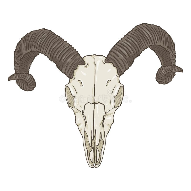 Vector Single Cartoon Illustration - Skull of Ram. Front View. Stock ...