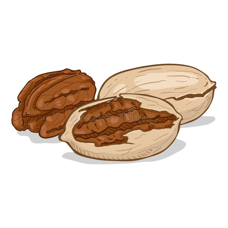 Pecan Color Stock Illustrations – 268 Pecan Color Stock Illustrations ...
