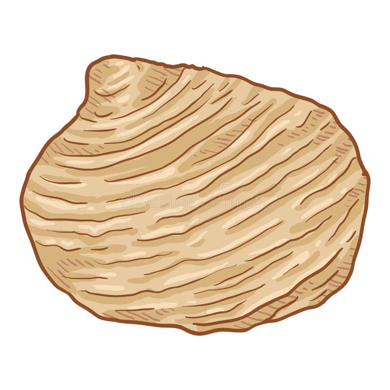 Vector Cartoon Seashell Isolated Illustration Stock Vector ...