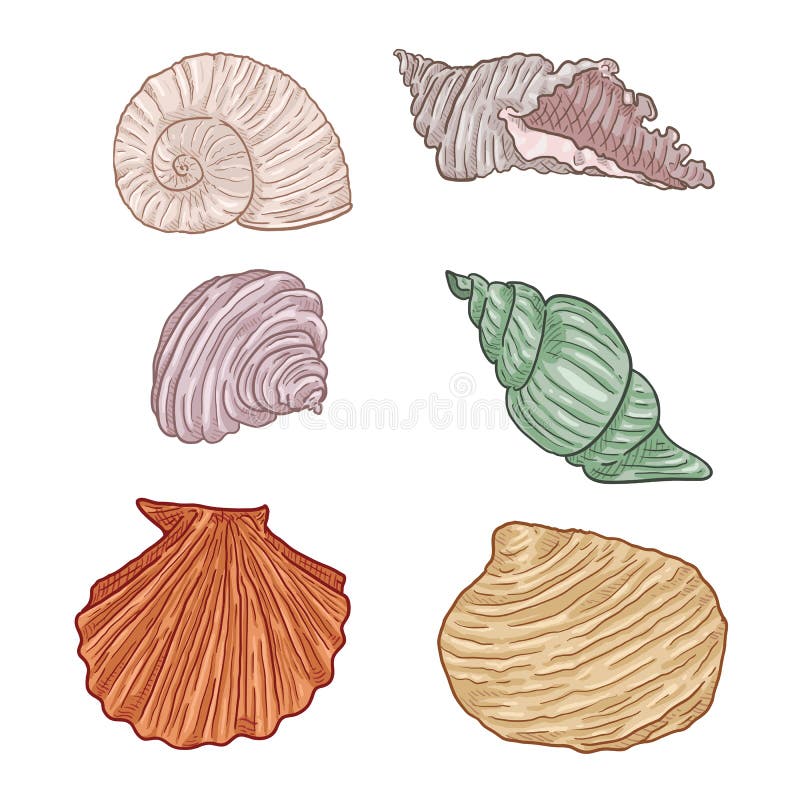 Vector Cartoon Set of Seashells Stock Vector - Illustration of exotic ...