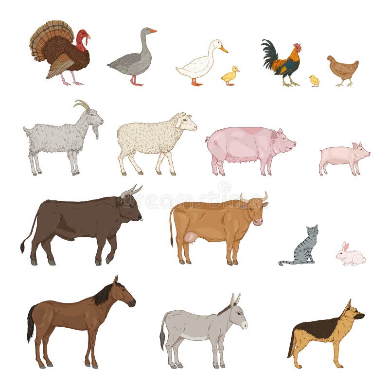 Cartoon Ungulate Animals Set Stock Illustrations – 20 Cartoon Ungulate ...