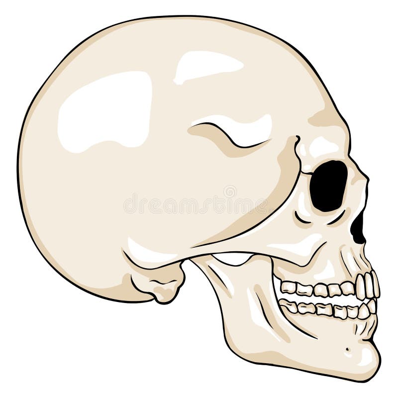 Vector Cartoon Side View Skull Stock Illustration - Illustration of ...
