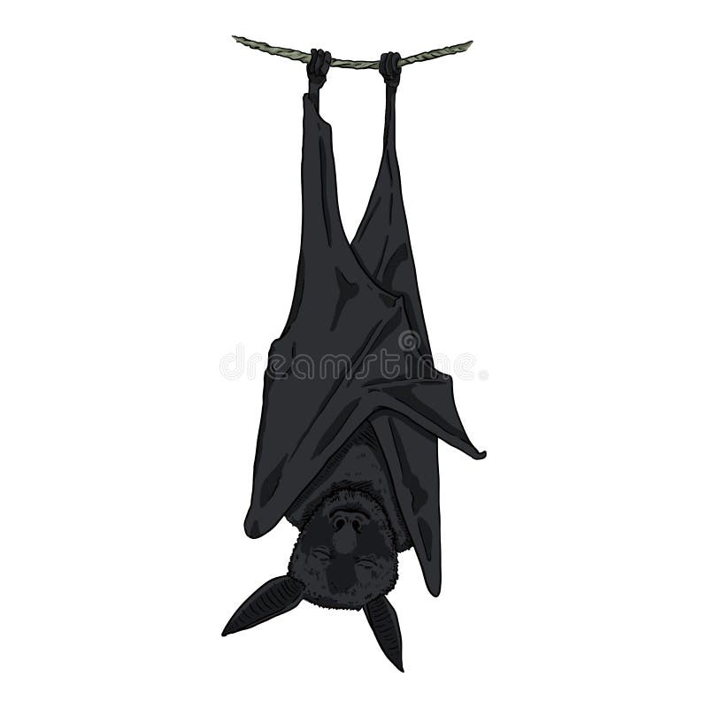 Bat Sleeping Stock Illustrations – 190 Bat Sleeping Stock Illustrations ...