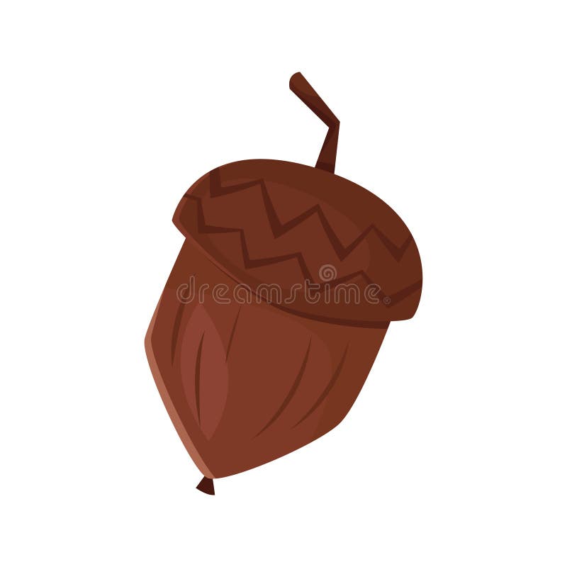 Limited Edition Exclusive Cartoon Acorn Cartoon Acorn