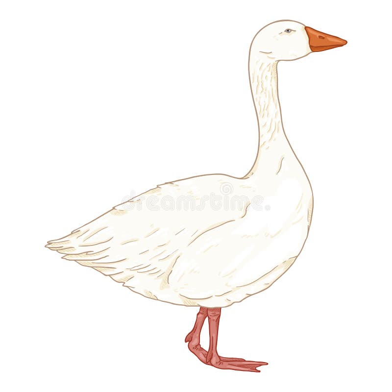 Big White Goose Stock Illustrations – 379 Big White Goose Stock ...
