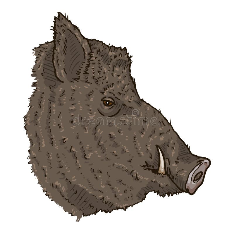 Vector Cartoon Wild Boars Head Illustration Stock Vector - Illustration ...