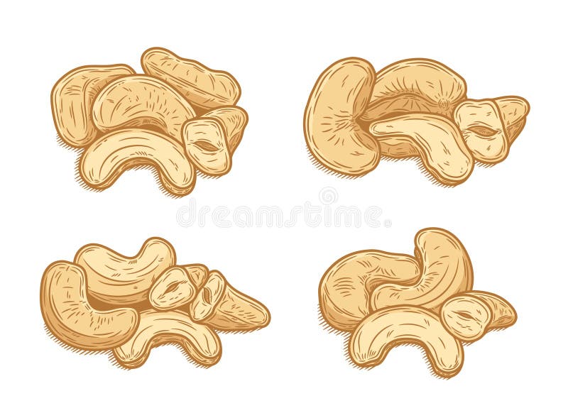 Vector Cashew Nuts Illustrations Stock Vector - Illustration of ...