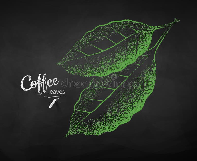 Vector Chalk Drawn Sketch of Coffee Leaves Stock Vector - Illustration ...