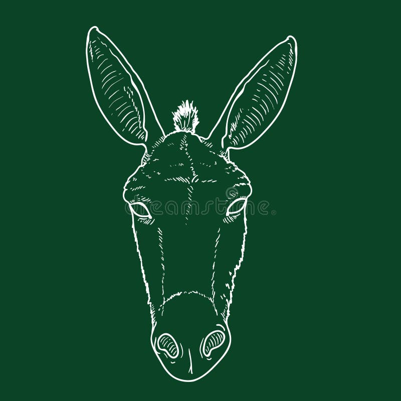 Vector Sketch Donkey Head. Front View Illustration Stock Vector ...