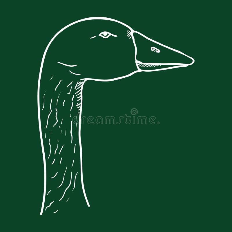 Vector Sketch Illustration of Goose Head Stock Illustration ...