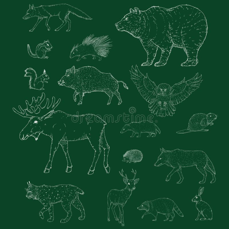 Vector Chalk Sketch Set of Forest Animals Stock Vector - Illustration ...