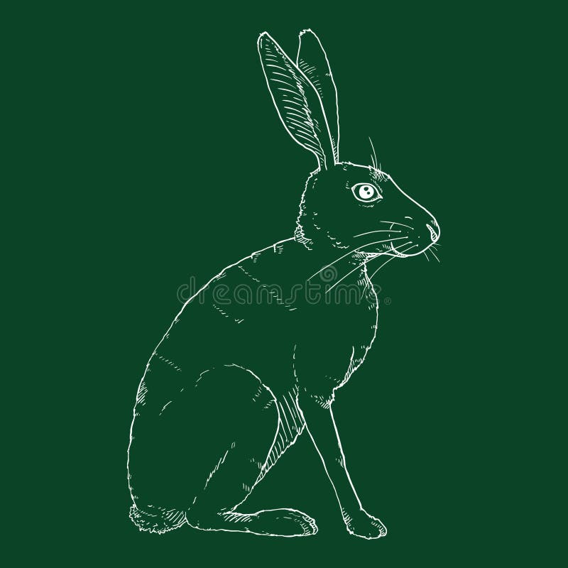 Vector Chalk Sketch Sitting Hare Stock Vector - Illustration of nature ...