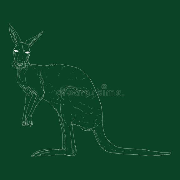 Vector Chalk Sketch Standing Kangaroo Stock Vector - Illustration of ...